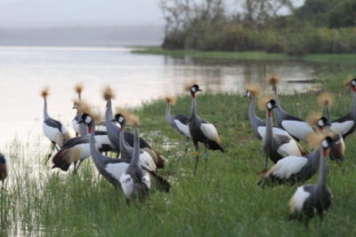 RWCA Rwanda Wildlife Conservation Association - Charity in Rwanda