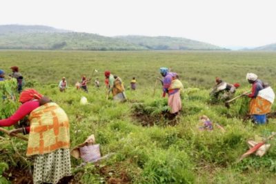 Habitat Restoration — Rwanda Wildlife Conservation Assoc.