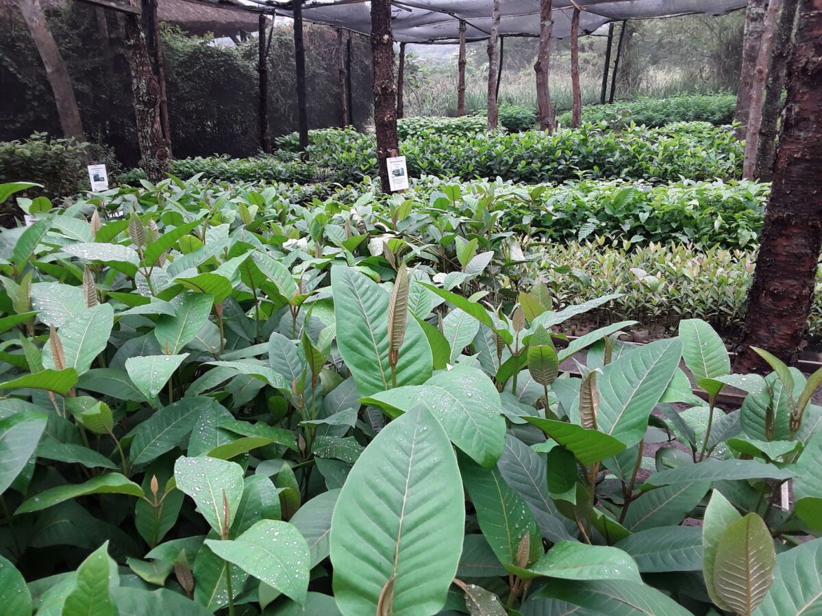 Habitat Restoration — Rwanda Wildlife Conservation Assoc.